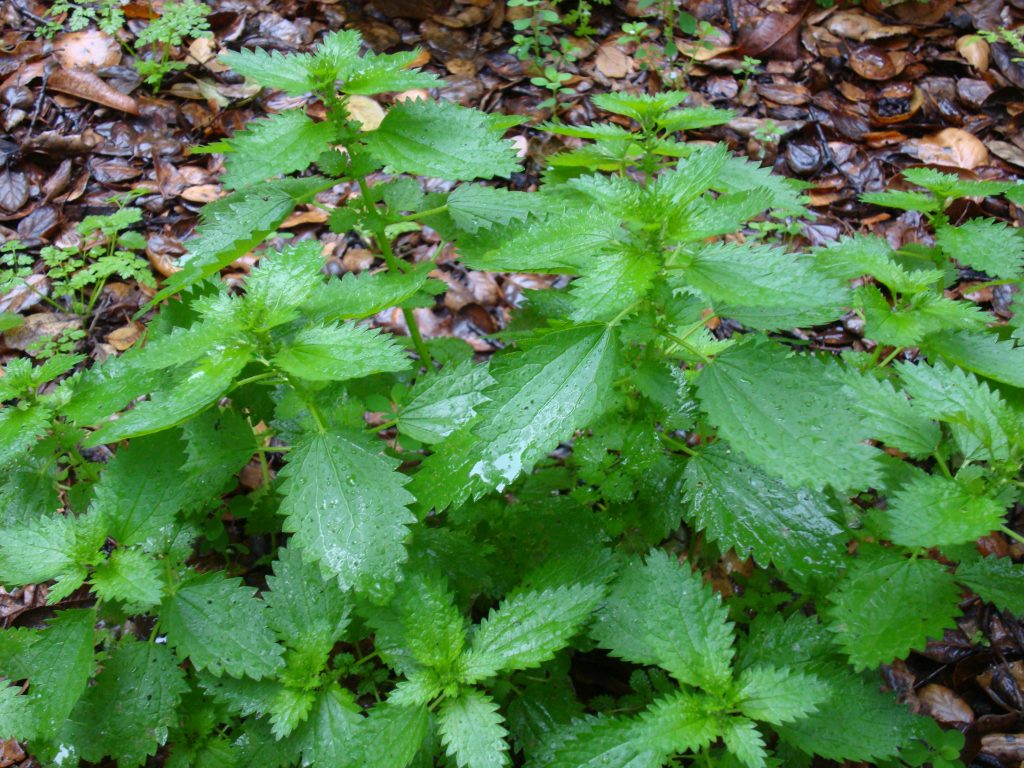 ENJOY THE DELICIOUS WILD NETTLE PLANT: – EpicTactical